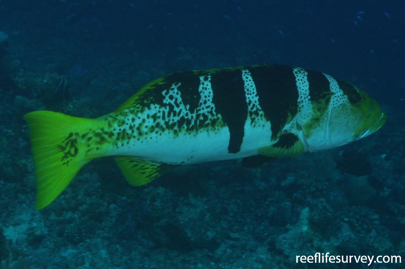 Plectropomus laevis - Bluespotted Coral Trout | ReefLifeSurvey.com