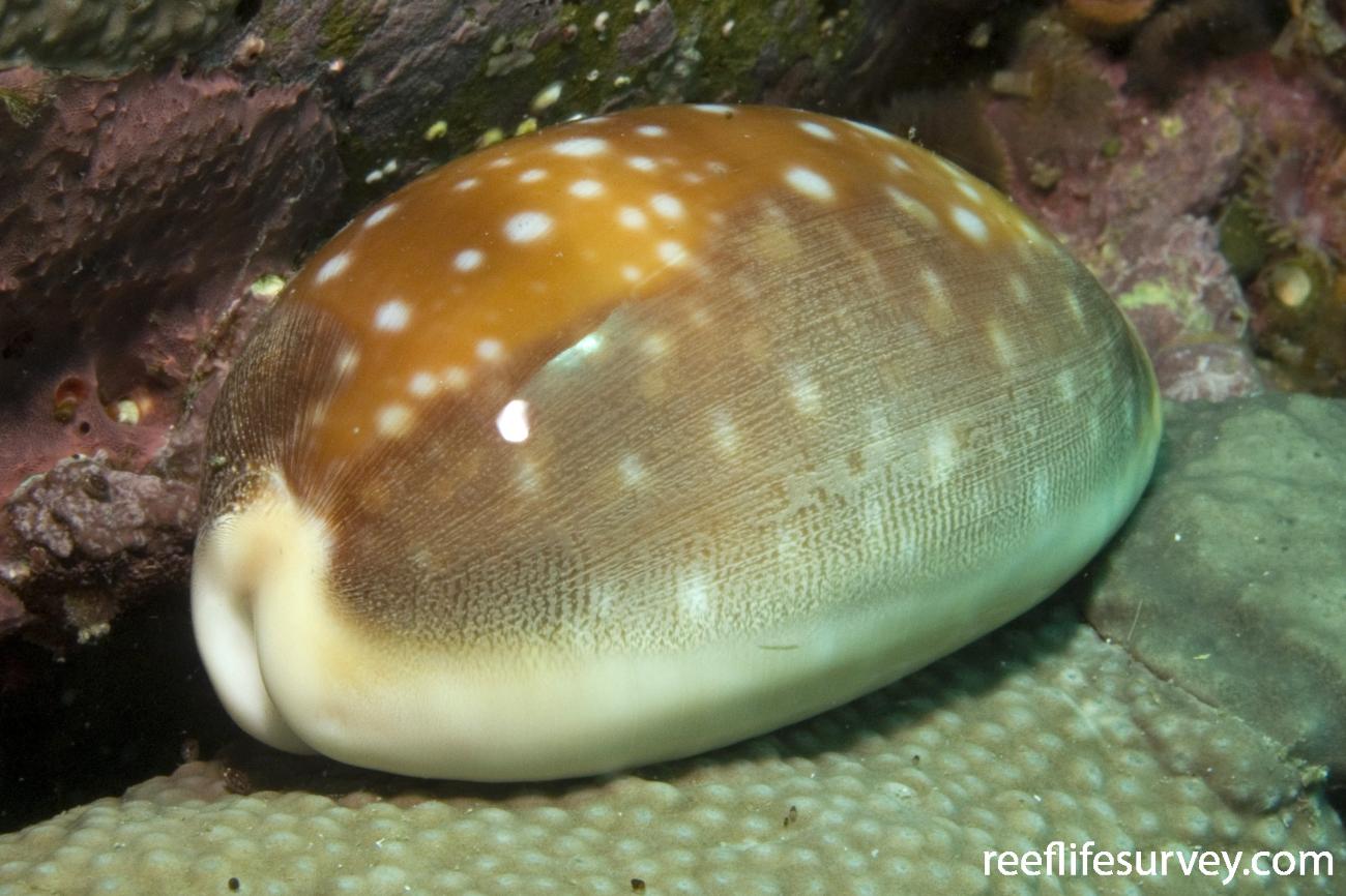 Lyncina vitellus - Pacific Deer Cowrie | ReefLifeSurvey.com
