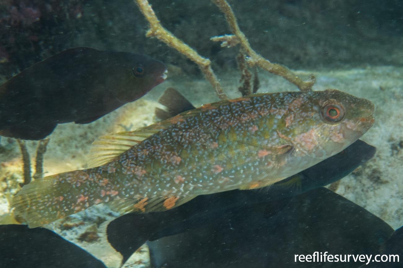 Leptoscarus vaigiensis - Marbled Parrotfish | ReefLifeSurvey.com