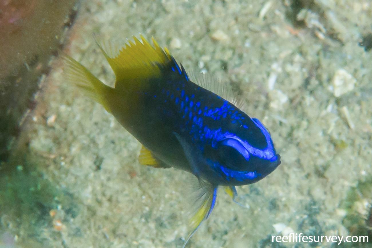 Chromis limbaughi - Blue-and-yellow Chromis | ReefLifeSurvey.com