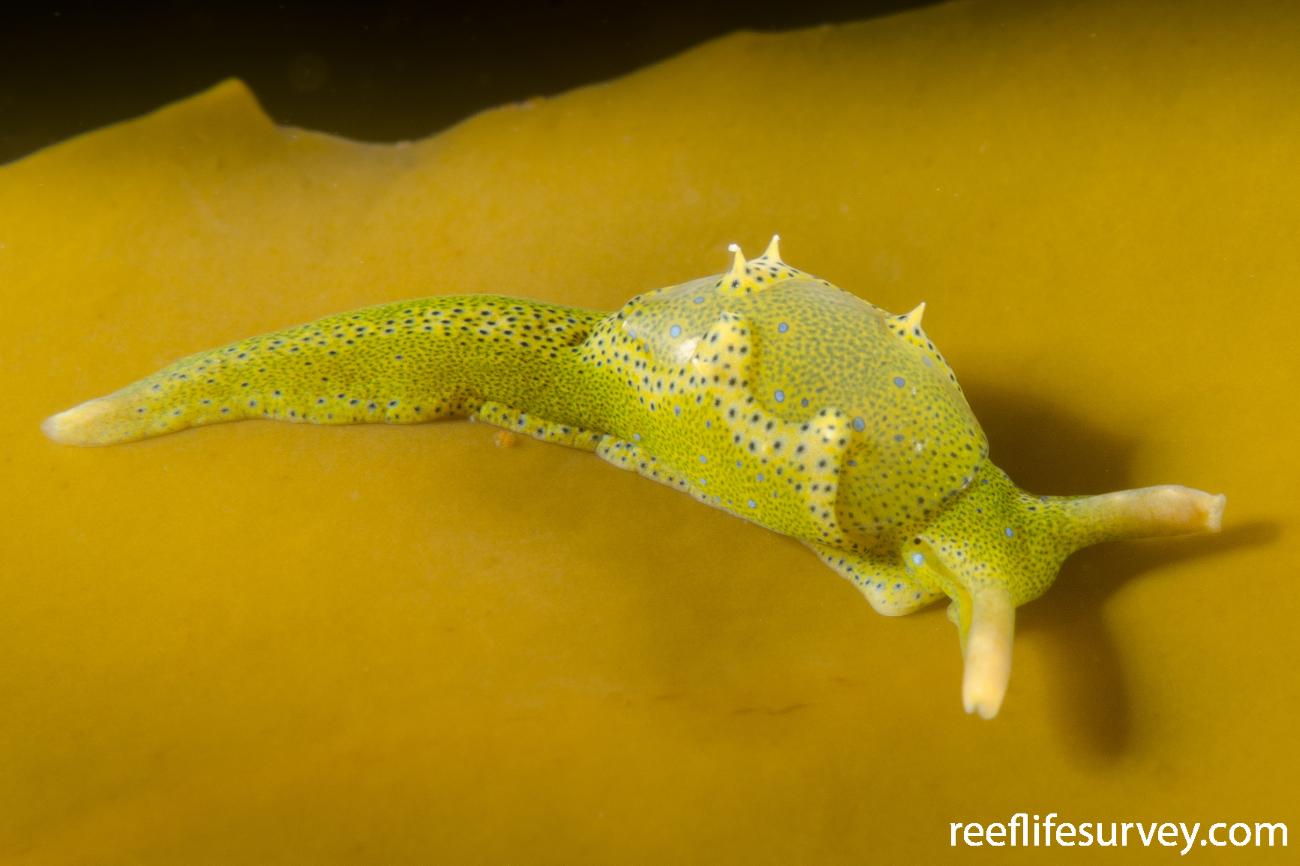 Oxynoe viridis - Long-tailed Bubble Slug | ReefLifeSurvey.com