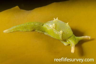 Oxynoe viridis - Long-tailed bubble slug | Reef Life Survey