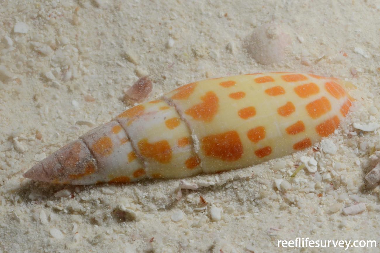 Mitra mitra - Episcopal Miter | ReefLifeSurvey.com