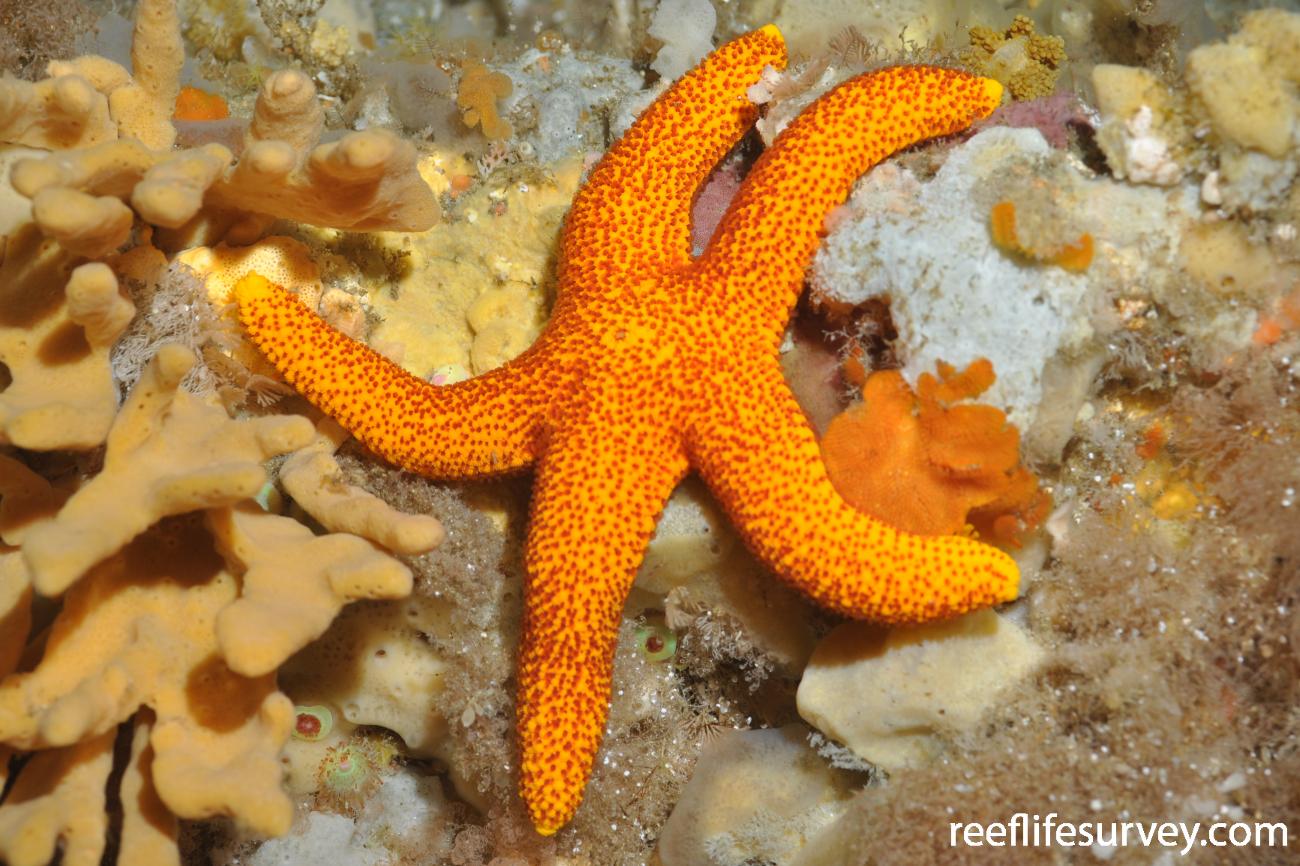 Fromia polypora - Many-spotted Seastar | ReefLifeSurvey.com