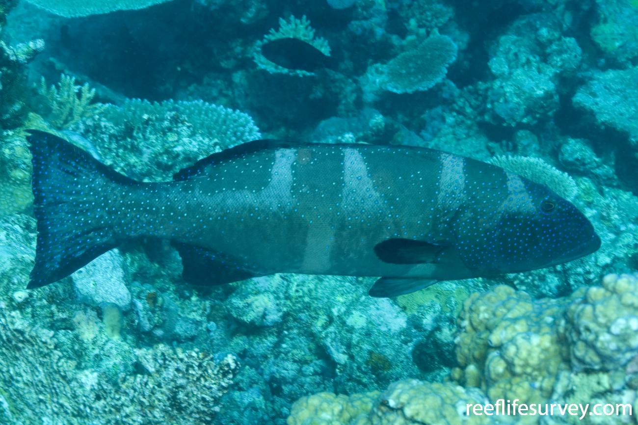 Plectropomus laevis - Bluespotted Coral Trout | ReefLifeSurvey.com