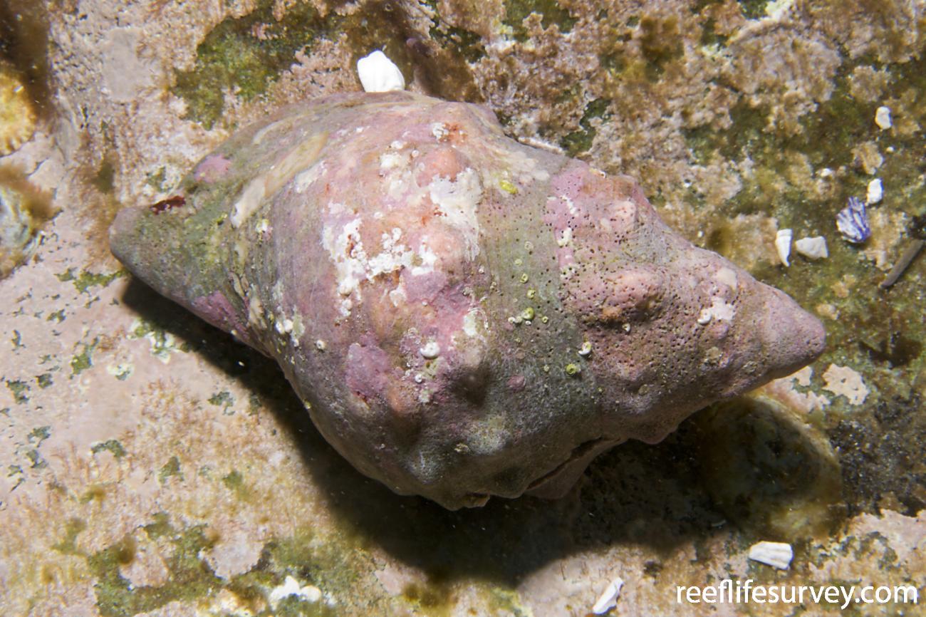 Charonia lampas - Red Triton Shell | ReefLifeSurvey.com