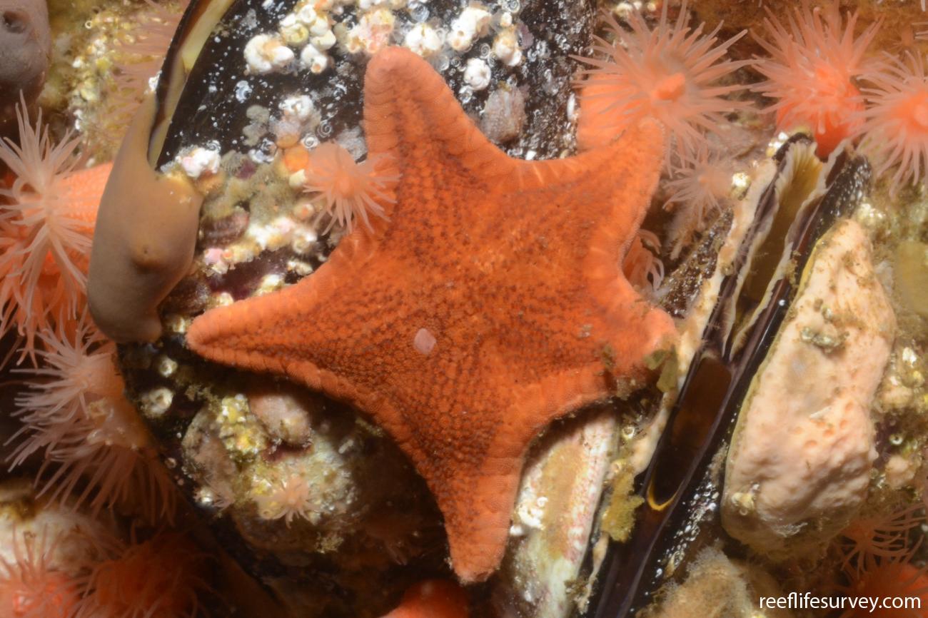 Odontaster penicillatus - Tooth Star | ReefLifeSurvey.com