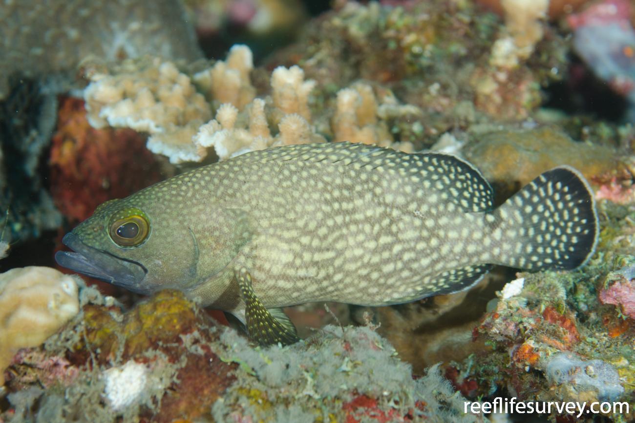 Epinephelus ongus - Specklefin Grouper | ReefLifeSurvey.com
