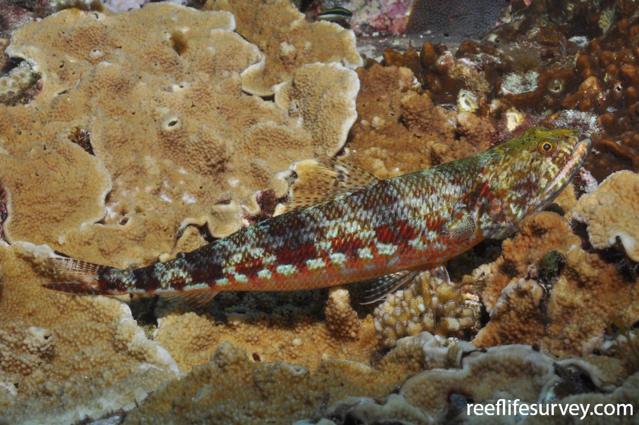 Synodus variegatus - Variegated Lizardfish | ReefLifeSurvey.com