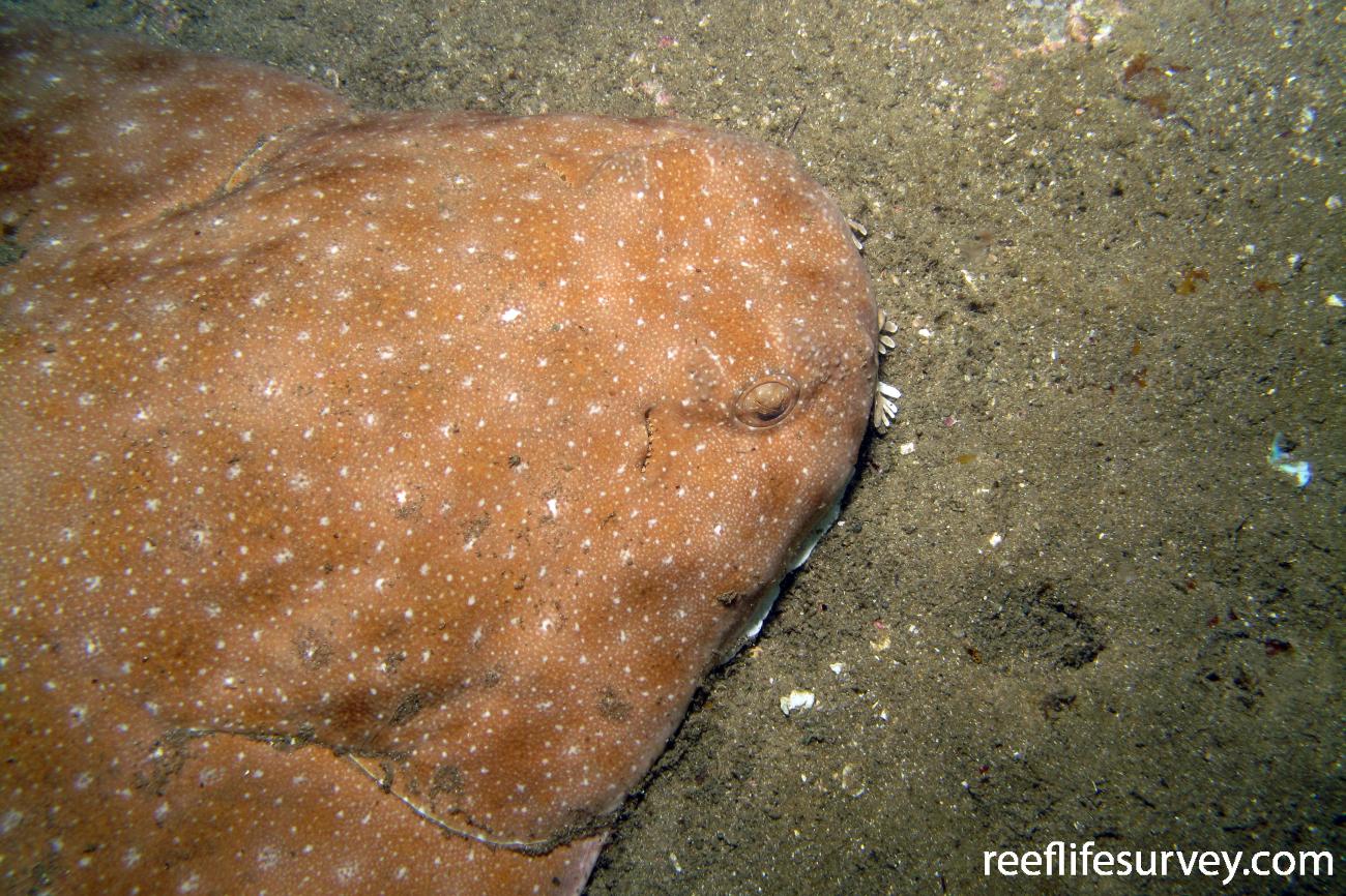Squatina australis - Angel Shark | ReefLifeSurvey.com