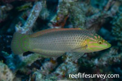 Halichoeres adustus - Black Wrasse | ReefLifeSurvey.com