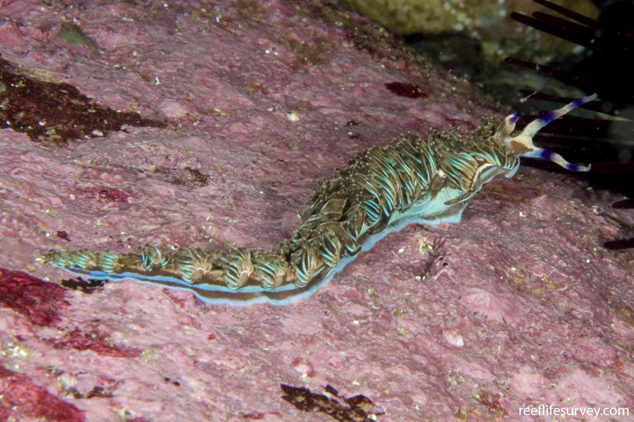 Pteraeolidia ianthina - Blue Dragon | ReefLifeSurvey.com