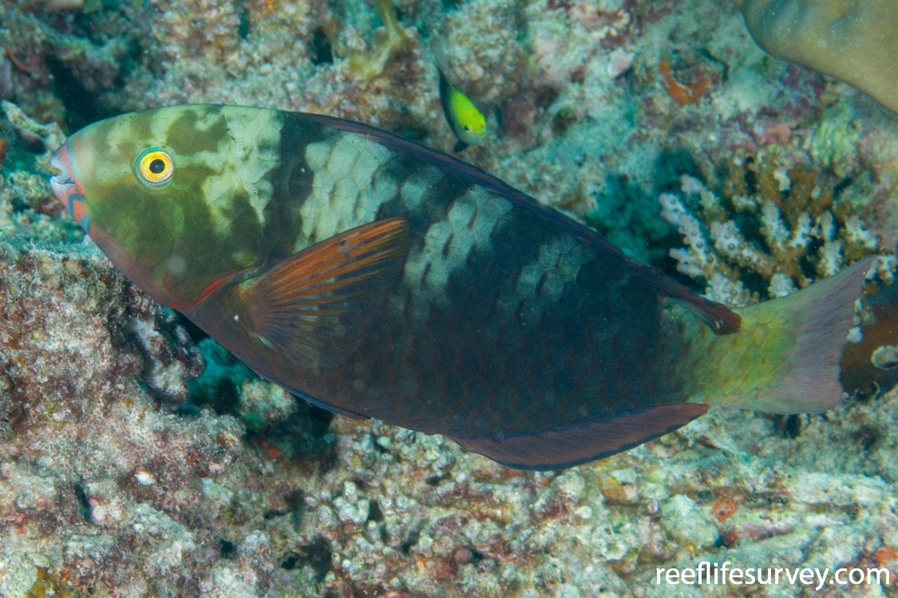 Chlorurus bleekeri - Bleekers Parrotfish | ReefLifeSurvey.com