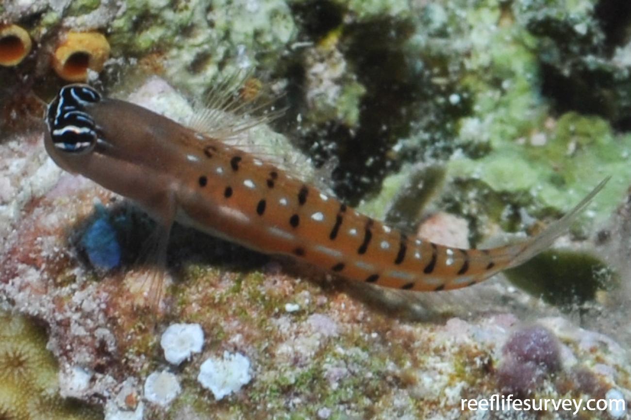 Ecsenius tigris - Tiger Combtooth Blenny | ReefLifeSurvey.com