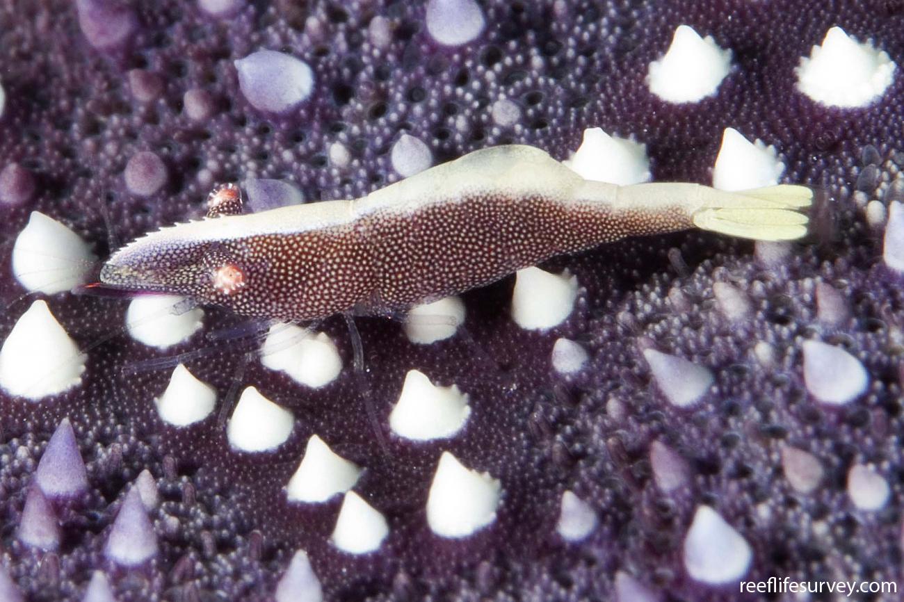 Periclimenes soror - | ReefLifeSurvey.com