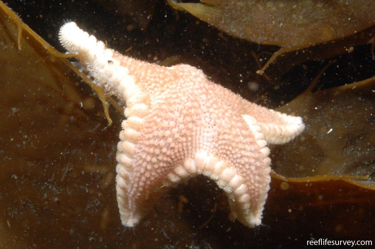 Odontaster penicillatus - Tooth Star | ReefLifeSurvey.com
