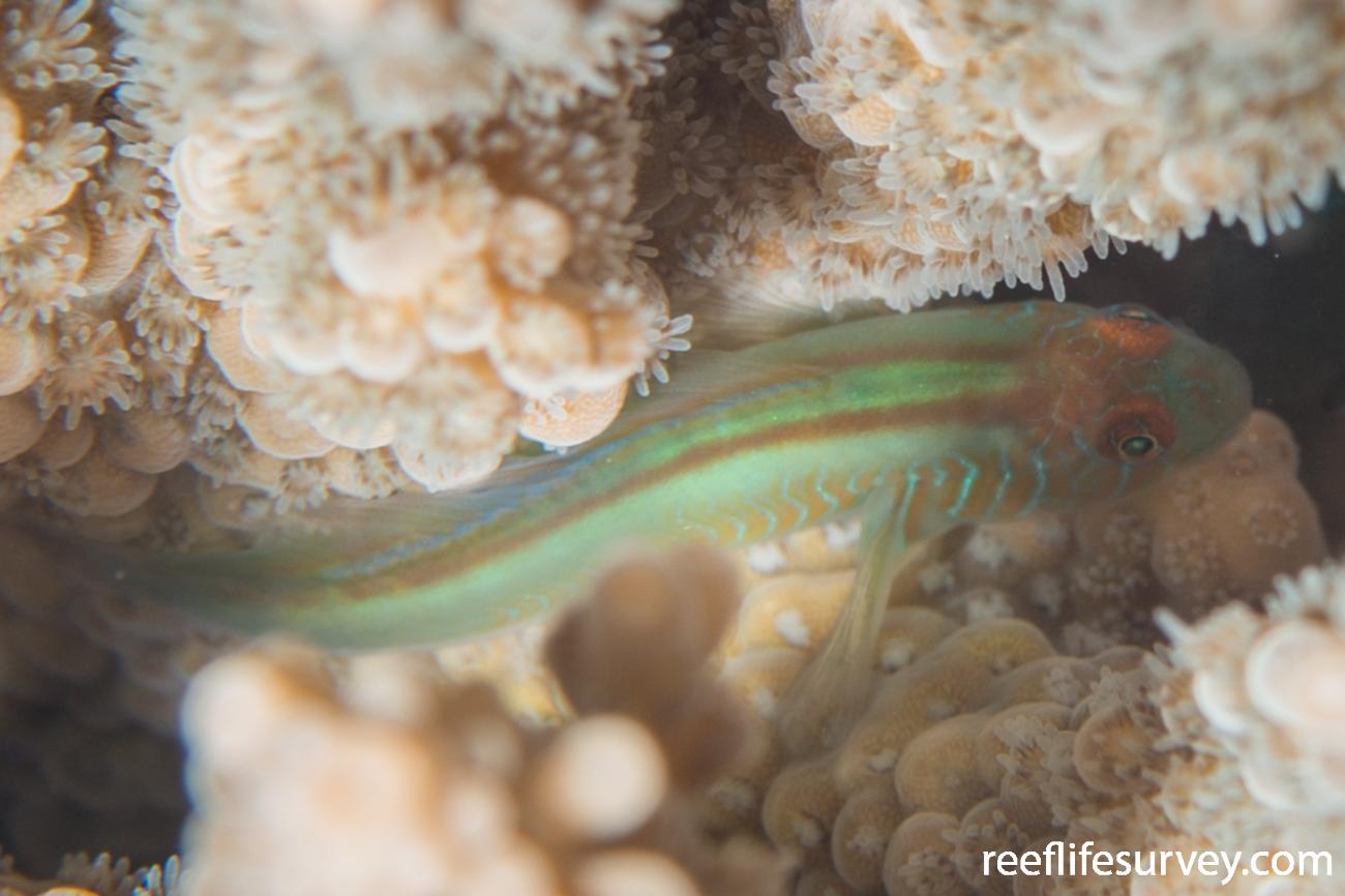 Gobiodon sp. [3 ga] - | ReefLifeSurvey.com