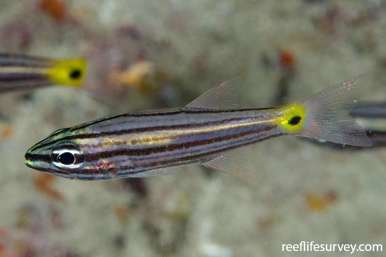 Cheilodipterus artus - Wolf Cardinalfish | ReefLifeSurvey.com