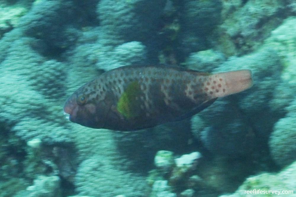 Chlorurus capistratoides - Pink-margined parrotfish | Reef Life Survey