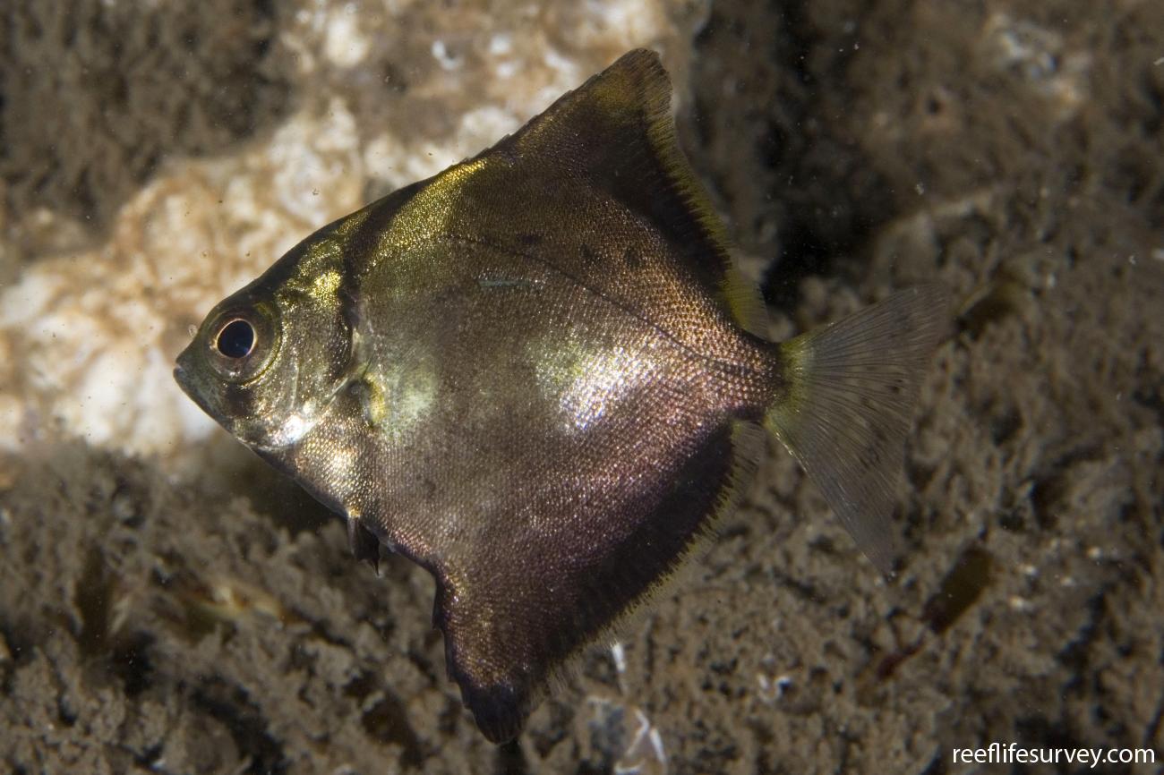 모노닥(Monodactylus argenteus) : 네이버 블로그