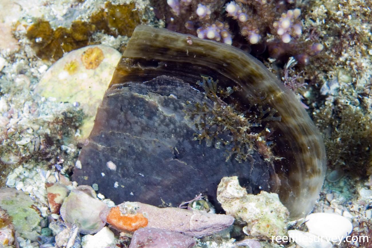 Pinna bicolor - Razor Clam | ReefLifeSurvey.com