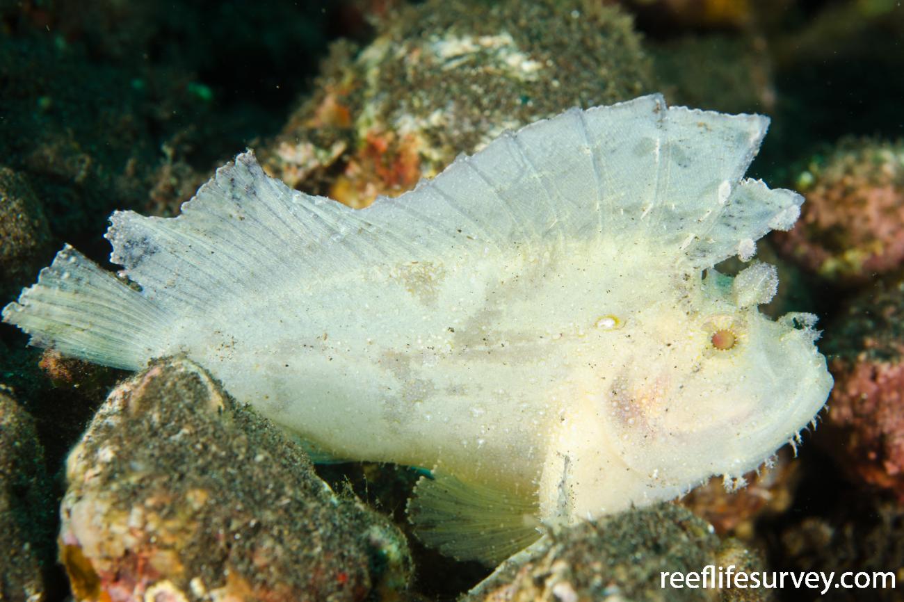 Taenianotus triacanthus - Leaf Scorpionfish | ReefLifeSurvey.com