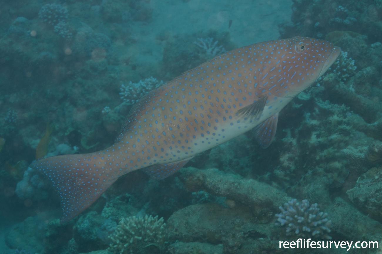 Plectropomus pessuliferus - Roving Coralgrouper | ReefLifeSurvey.com