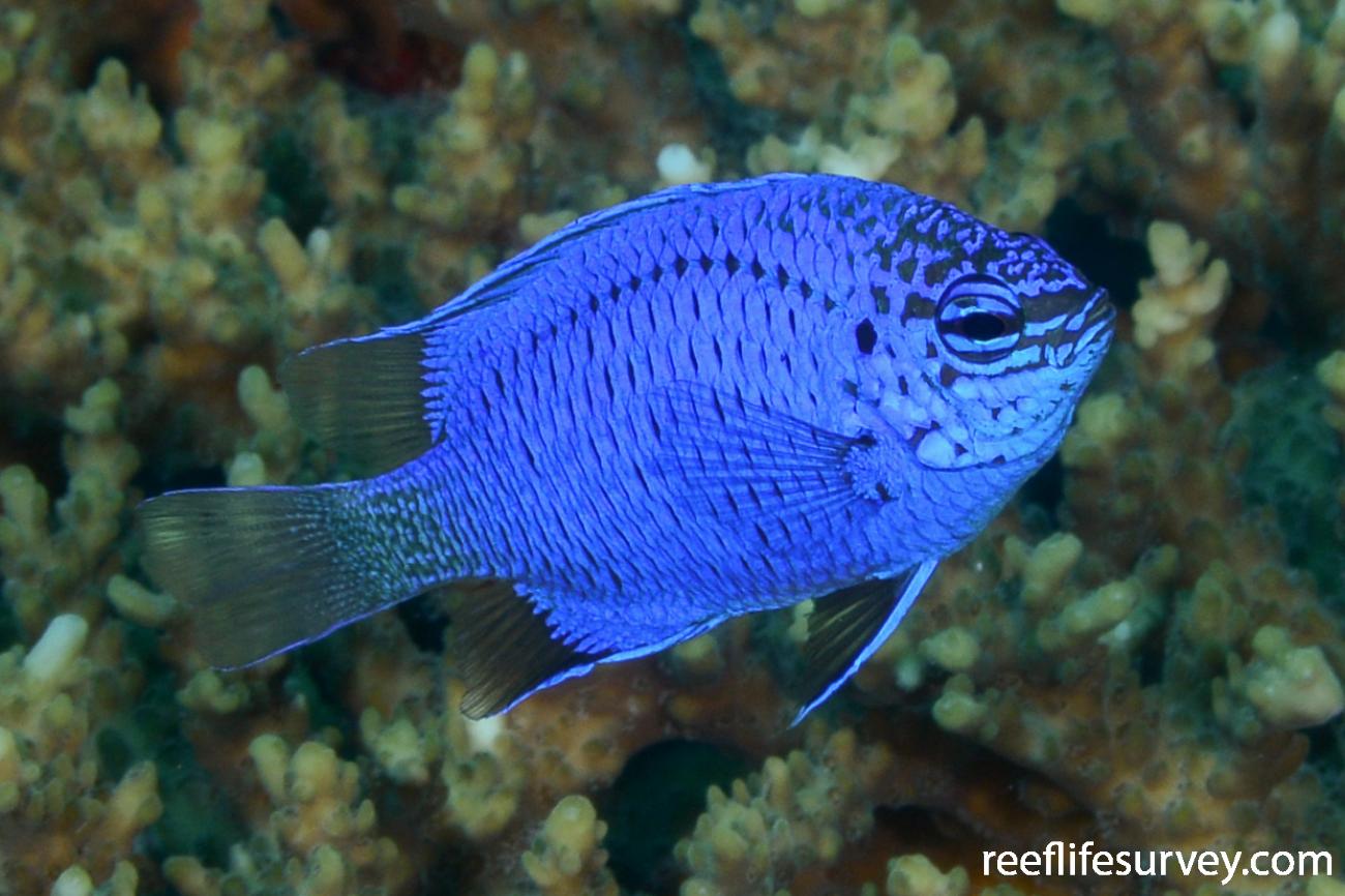 Chrysiptera springeri - | ReefLifeSurvey.com
