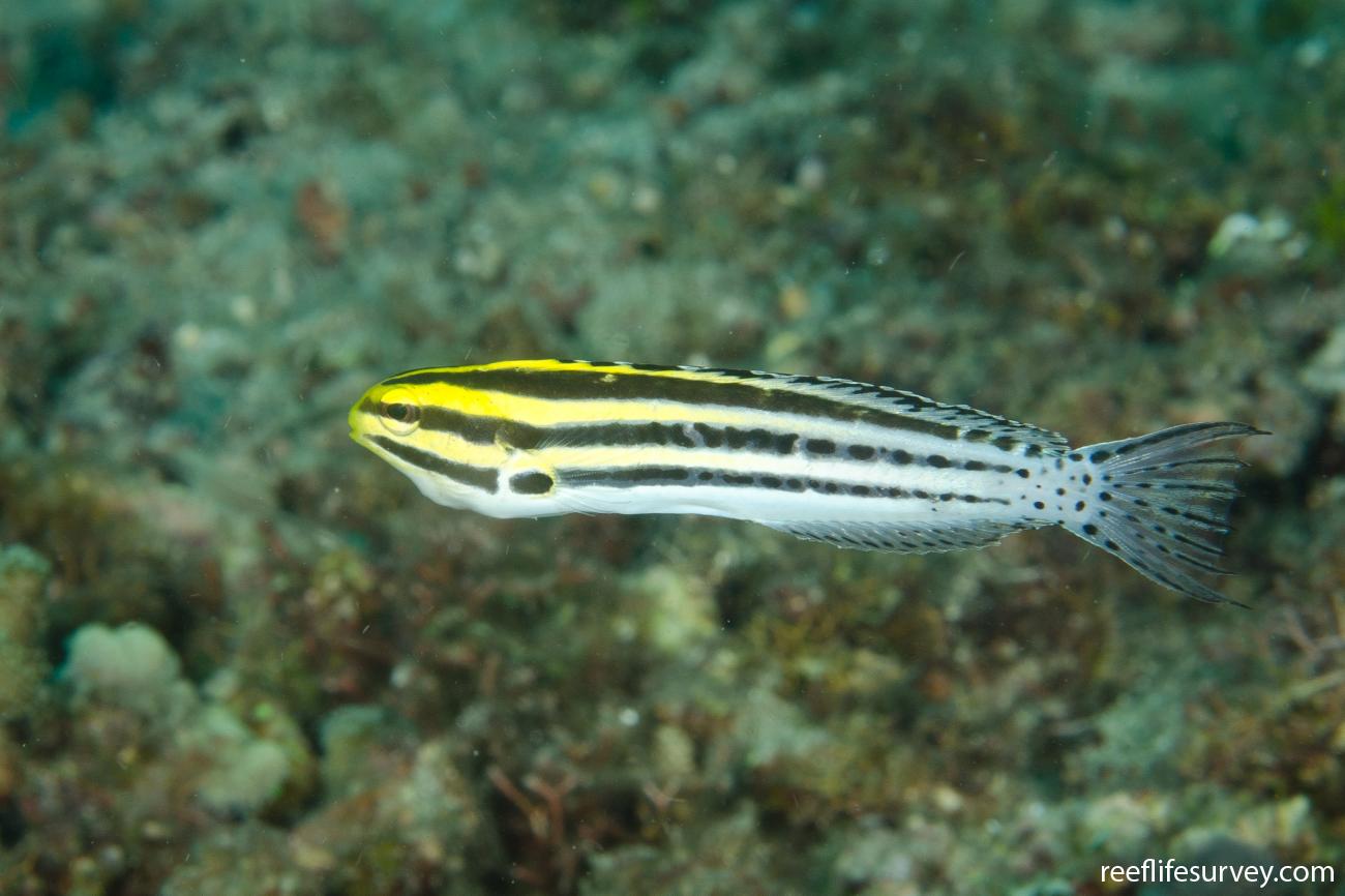 Meiacanthus grammistes - Striped Fang-blenny | ReefLifeSurvey.com