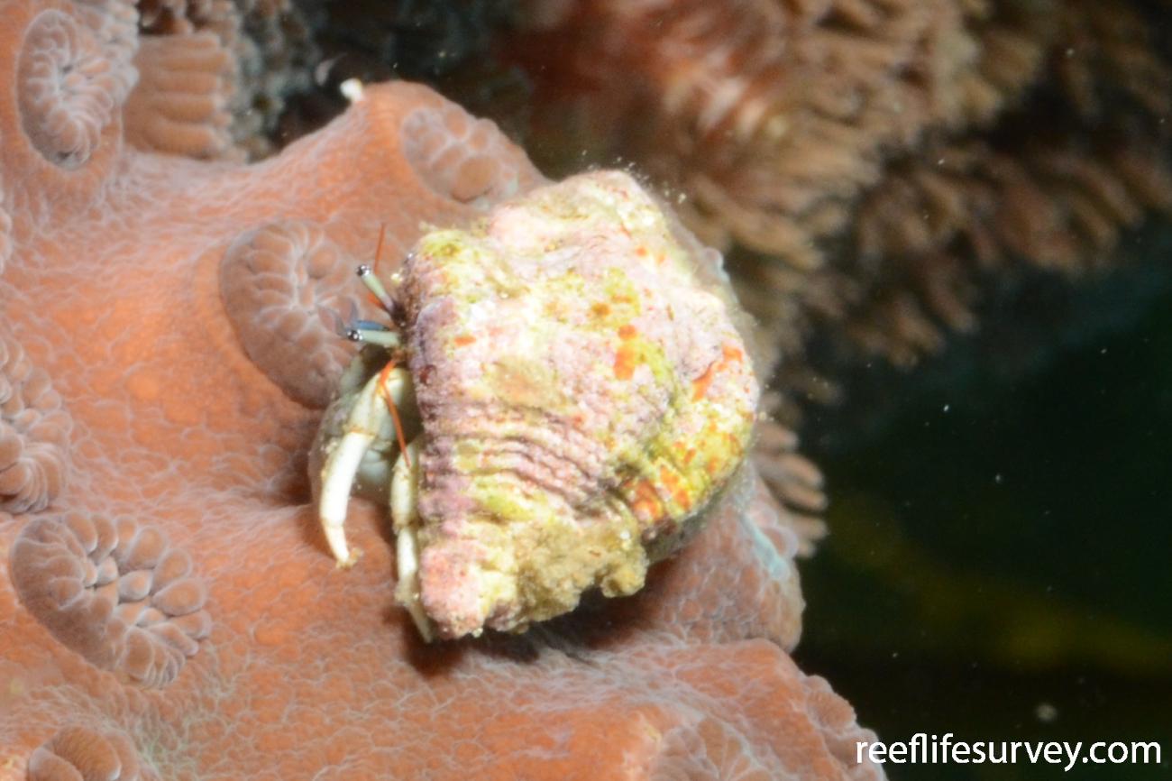 Clibanarius seurati - | ReefLifeSurvey.com