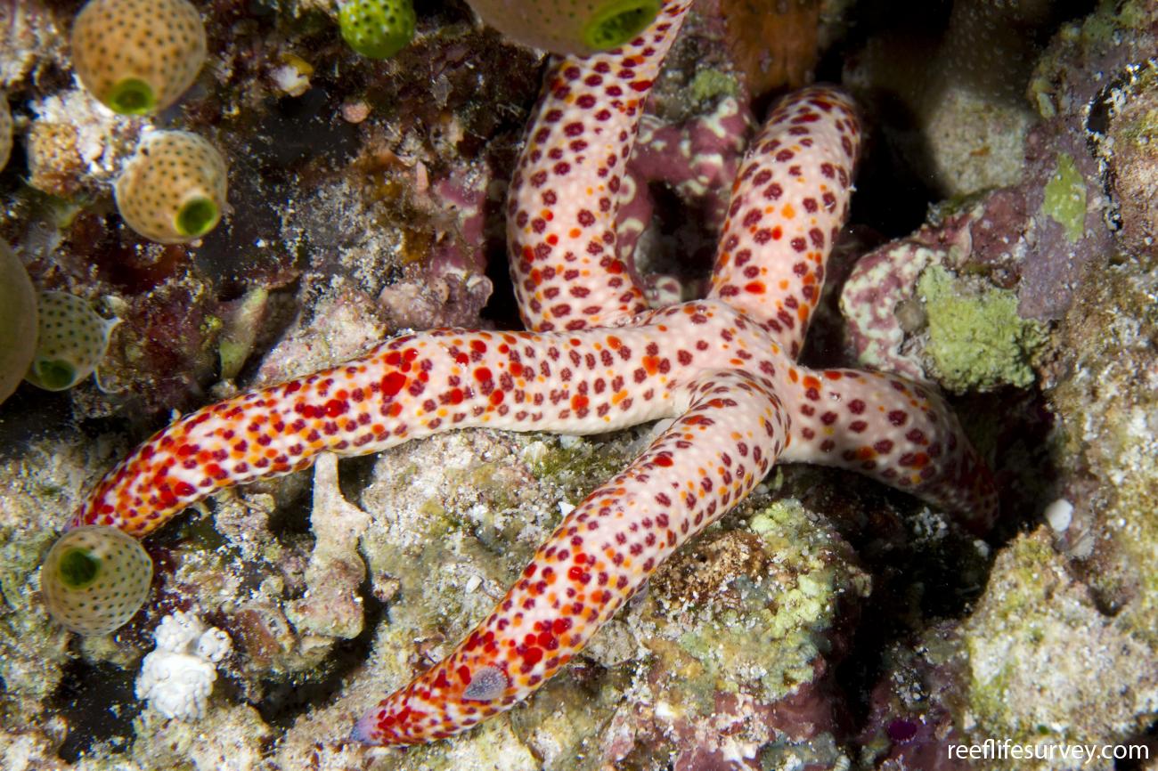Linckia multifora - Multi-pore Star | ReefLifeSurvey.com