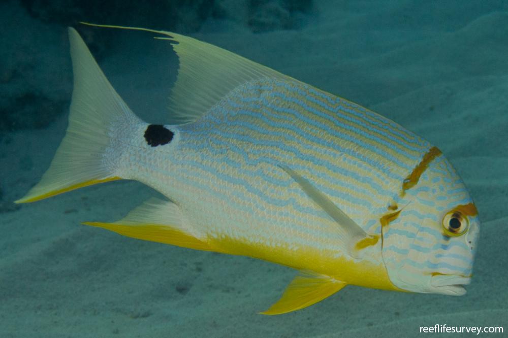 Symphorichthys spilurus - Sailfin Snapper | ReefLifeSurvey.com