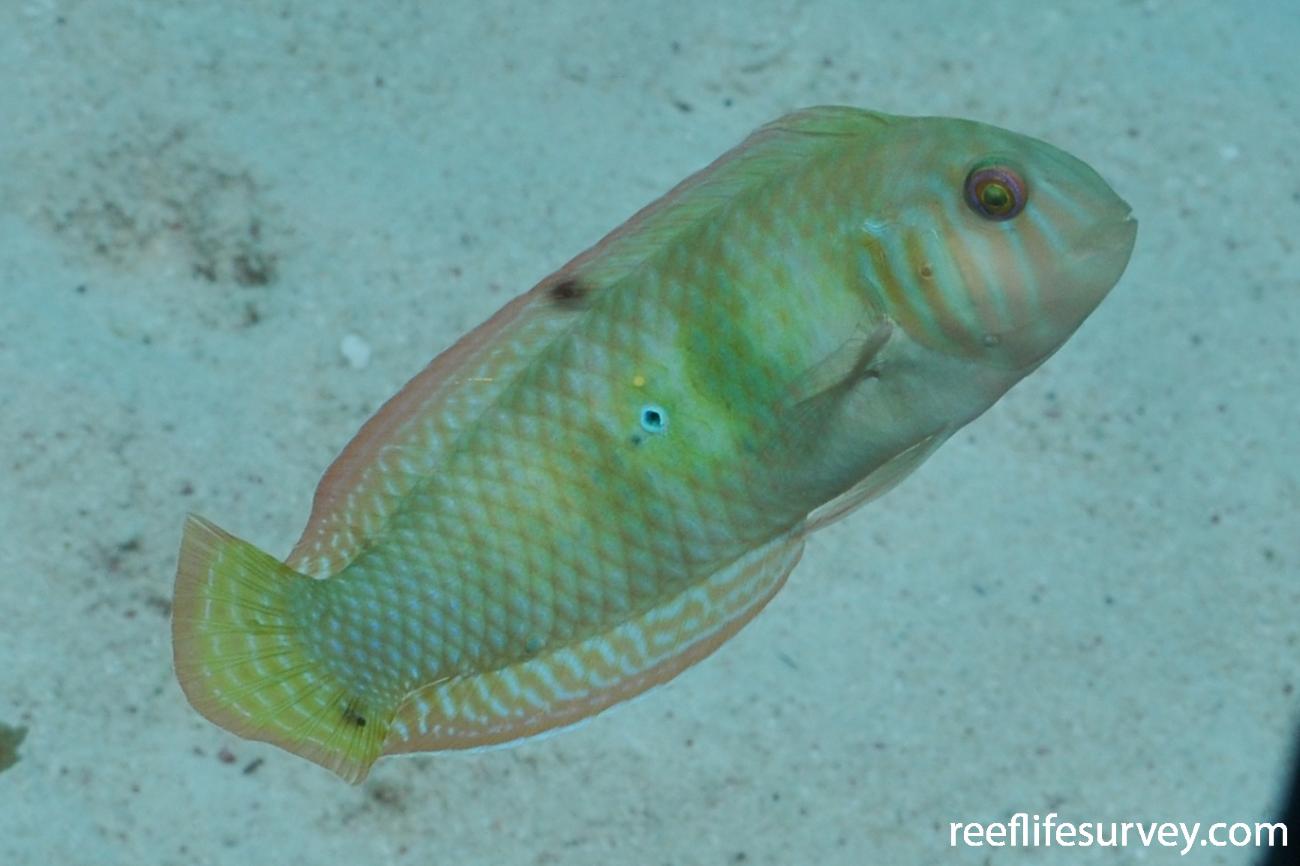 Xyrichtys splendens - Green Razorfish | ReefLifeSurvey.com