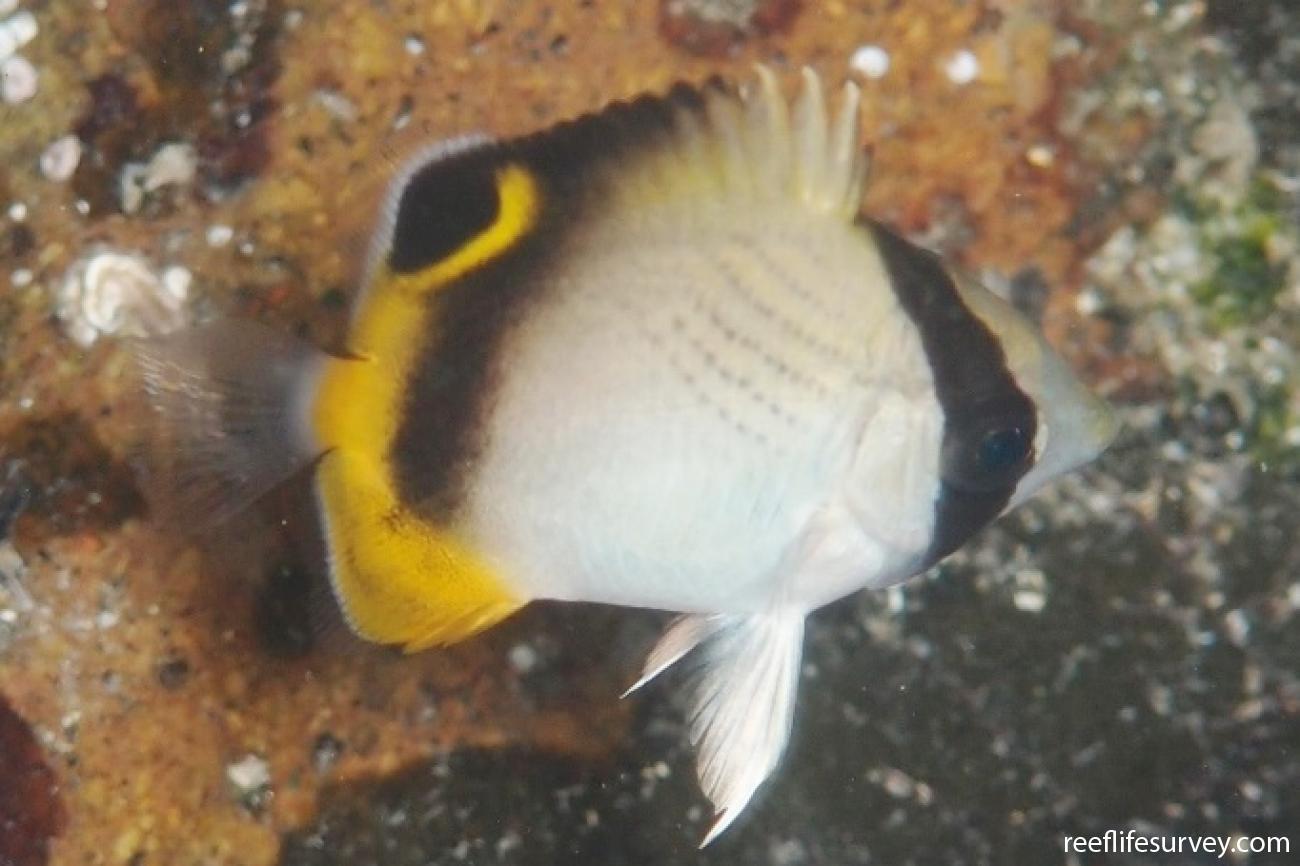 Chaetodon vagabundus - Vagabond Butterflyfish | ReefLifeSurvey.com