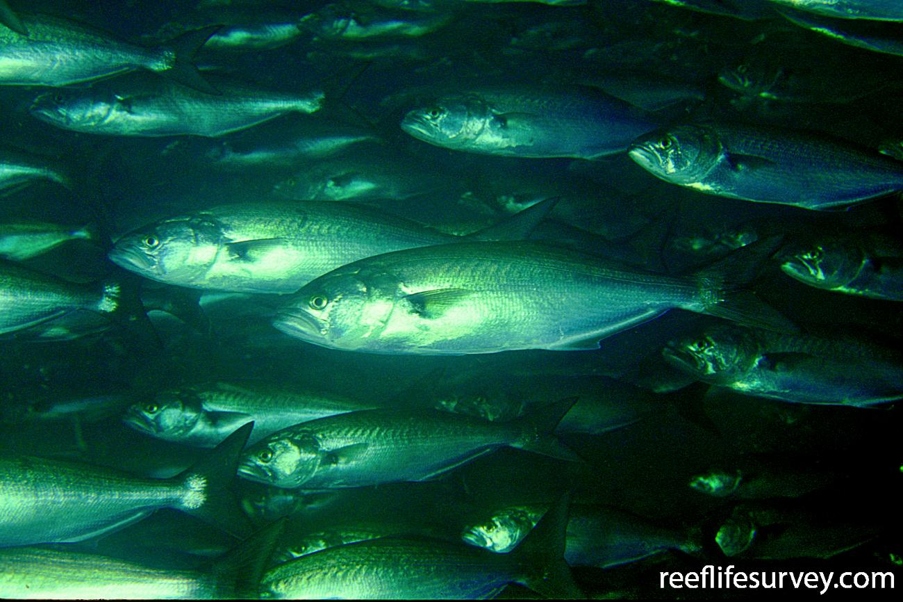 Pomatomus saltatrix - Tailor | ReefLifeSurvey.com