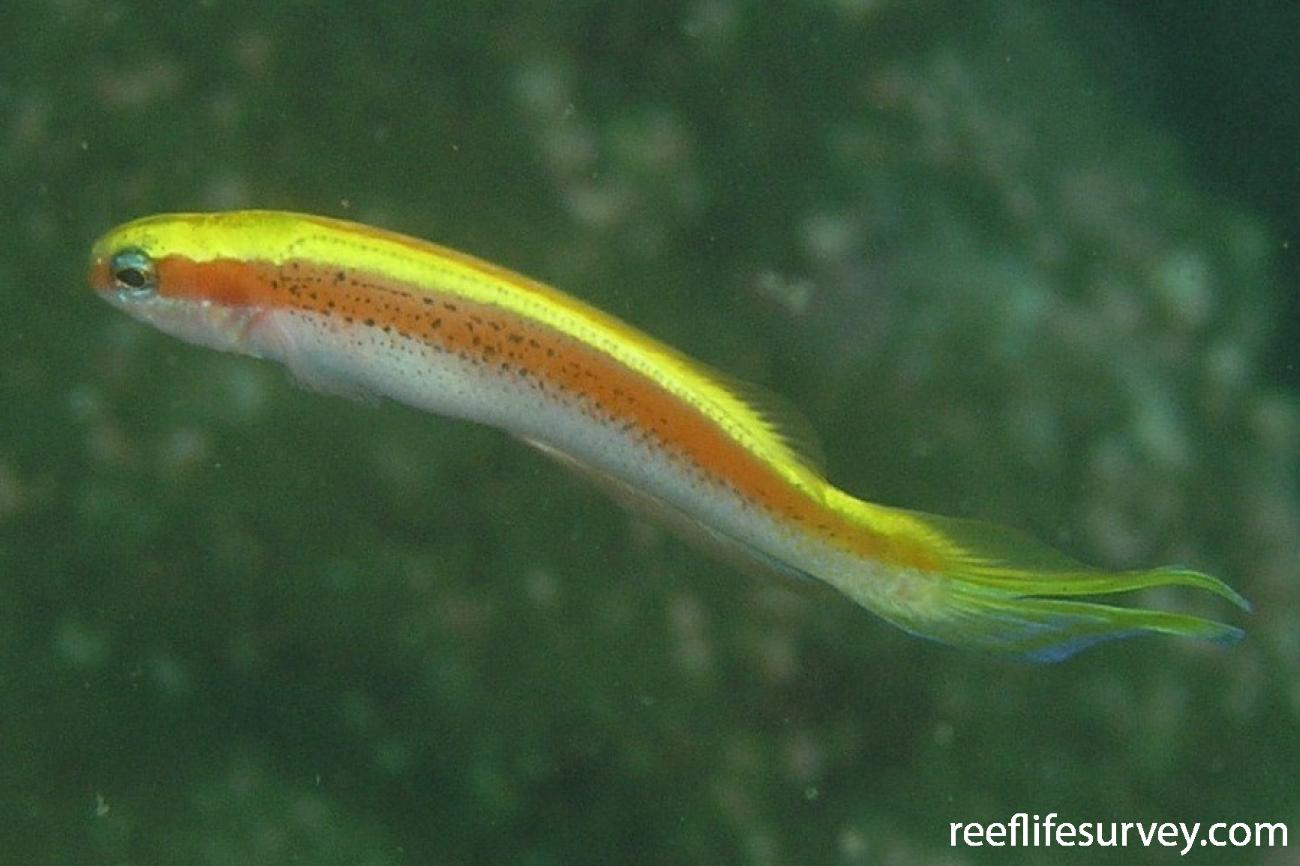 Trachinops taeniatus - Eastern Hulafish | ReefLifeSurvey.com