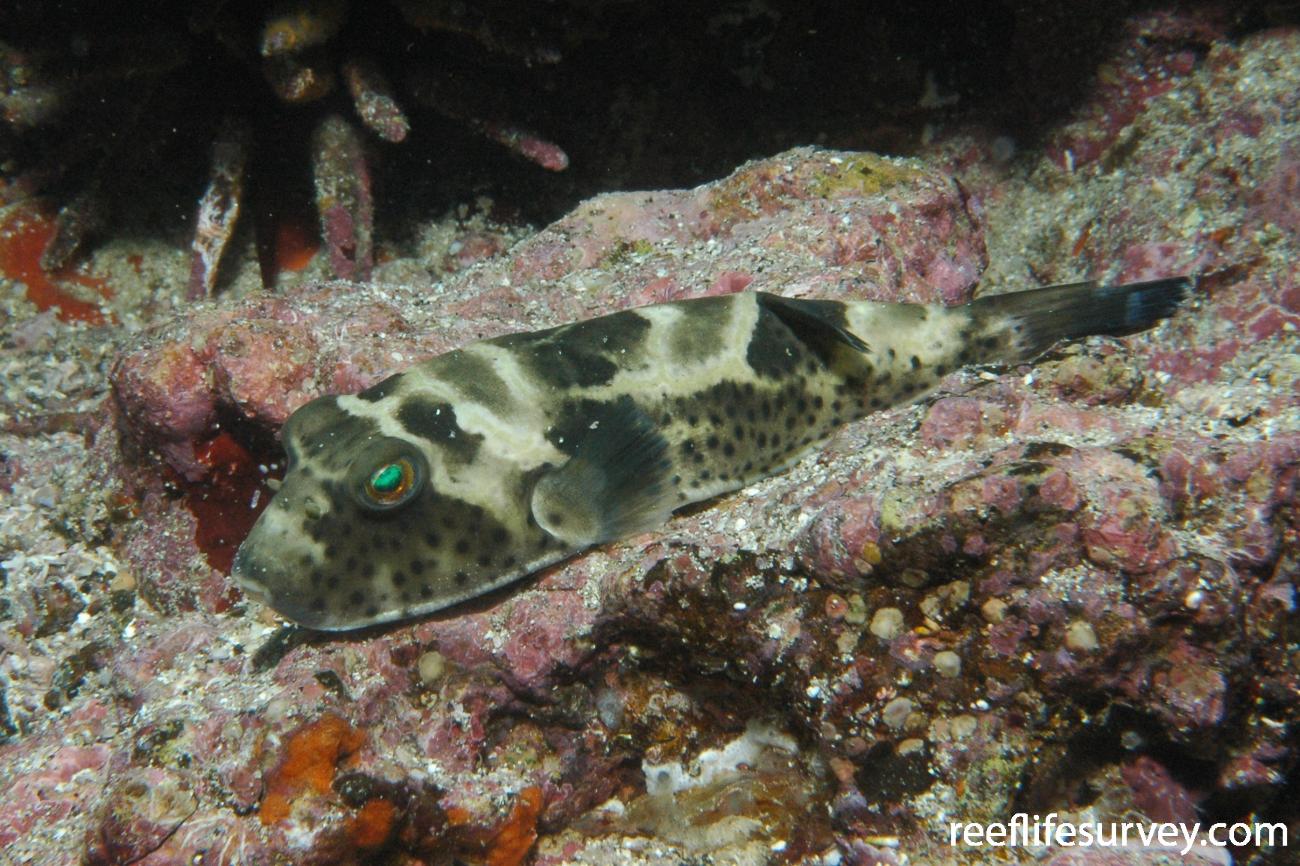 Sphoeroides annulatus - Bullseye Puffer | ReefLifeSurvey.com
