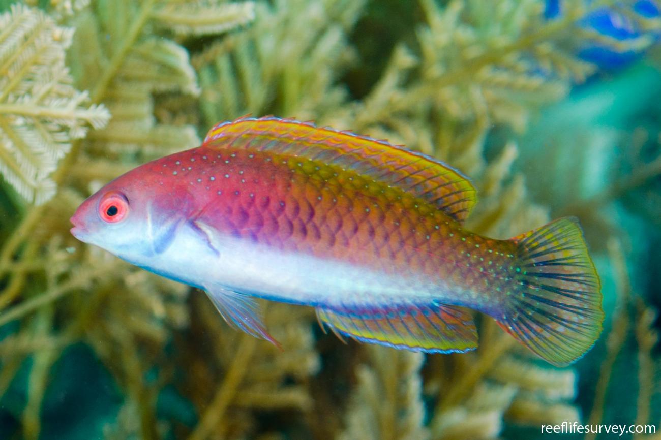Cirrhilabrus cyanopleura - Blueside Wrasse | ReefLifeSurvey.com