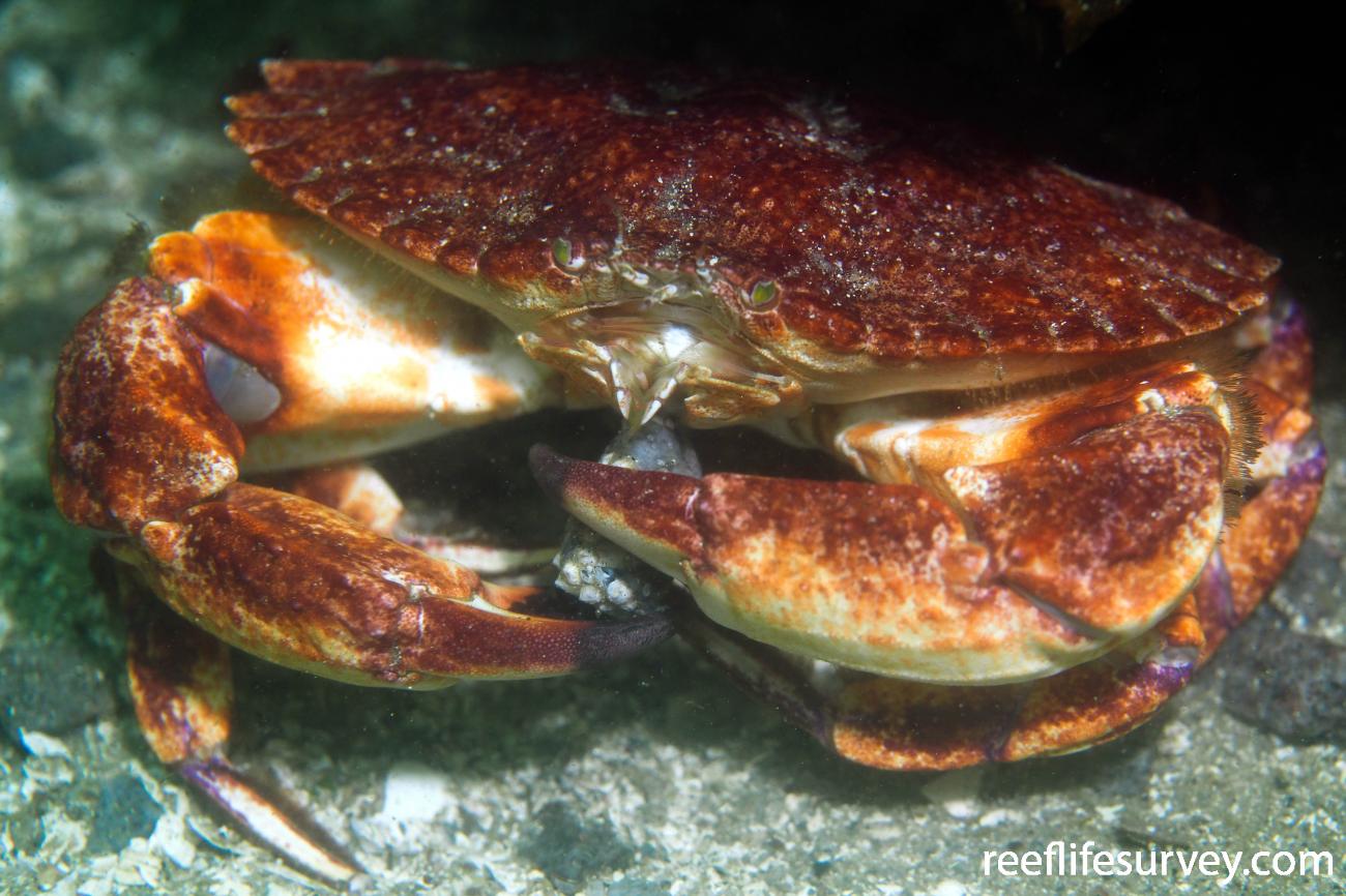 Cancer productus - Red Rock Crab | ReefLifeSurvey.com