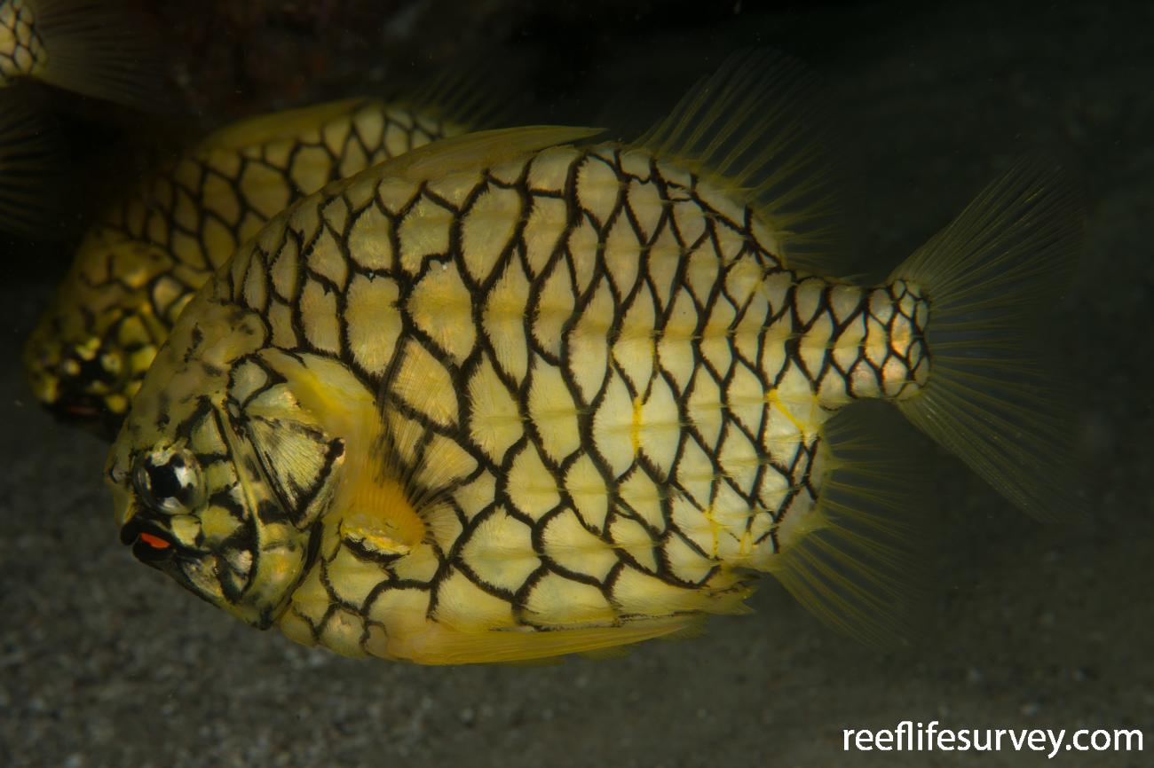 Cleidopus gloriamaris - Pineapple Fish | ReefLifeSurvey.com