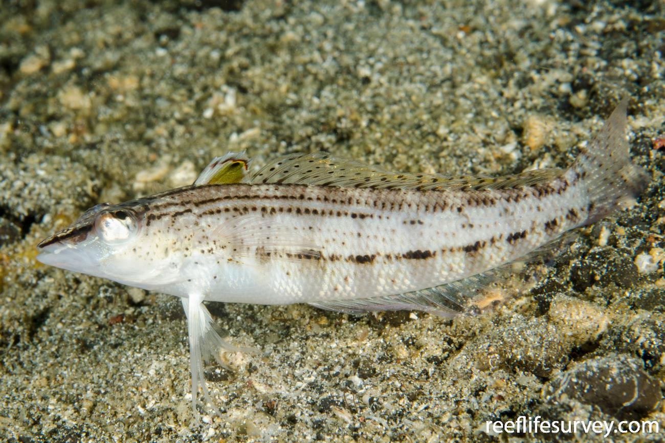 Parapercis lineopunctata - Dotlined Grubfish | ReefLifeSurvey.com