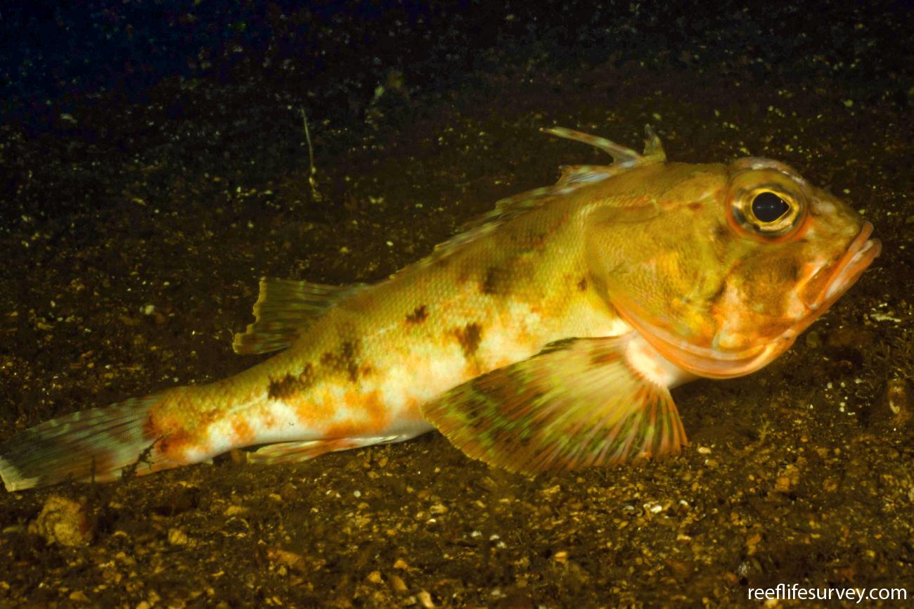 Neosebastes scorpaenoides - Common Gurnard Perch | ReefLifeSurvey.com