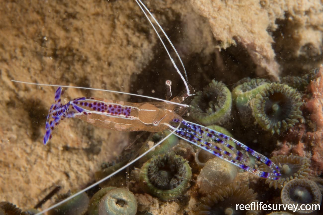 Periclimenes pedersoni - Pederson Cleaner Shrimp | ReefLifeSurvey.com
