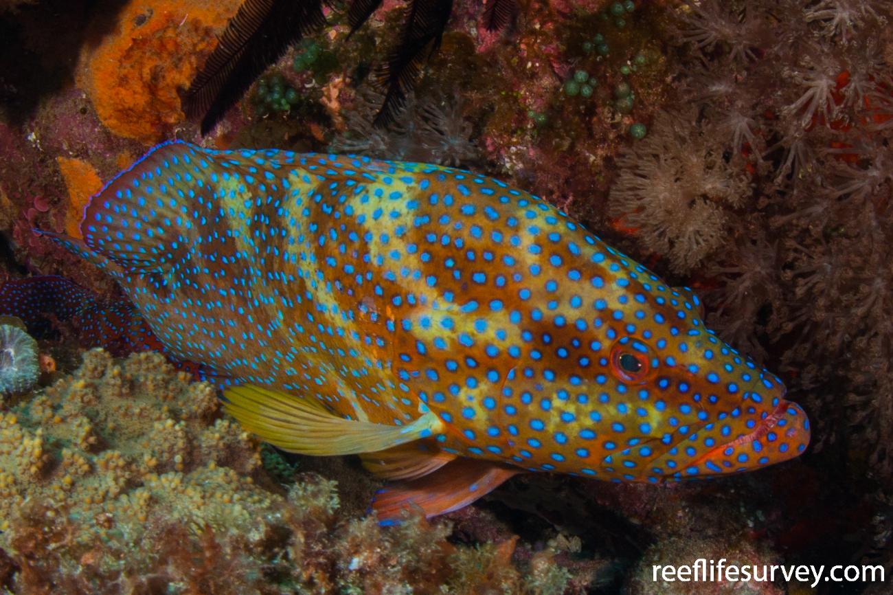 Cephalopholis miniata - Coral Rockcod | ReefLifeSurvey.com