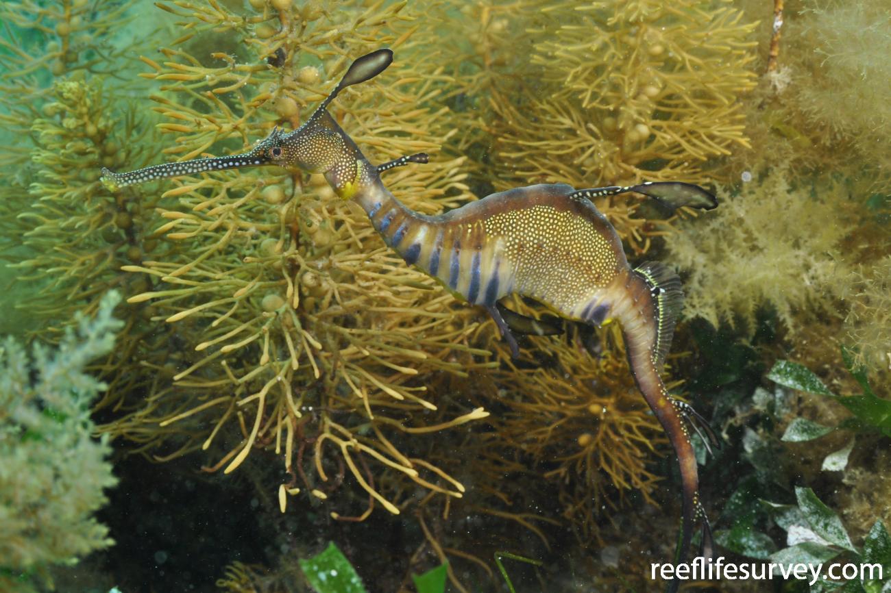 Phyllopteryx taeniolatus - Weedy Seadragon | ReefLifeSurvey.com