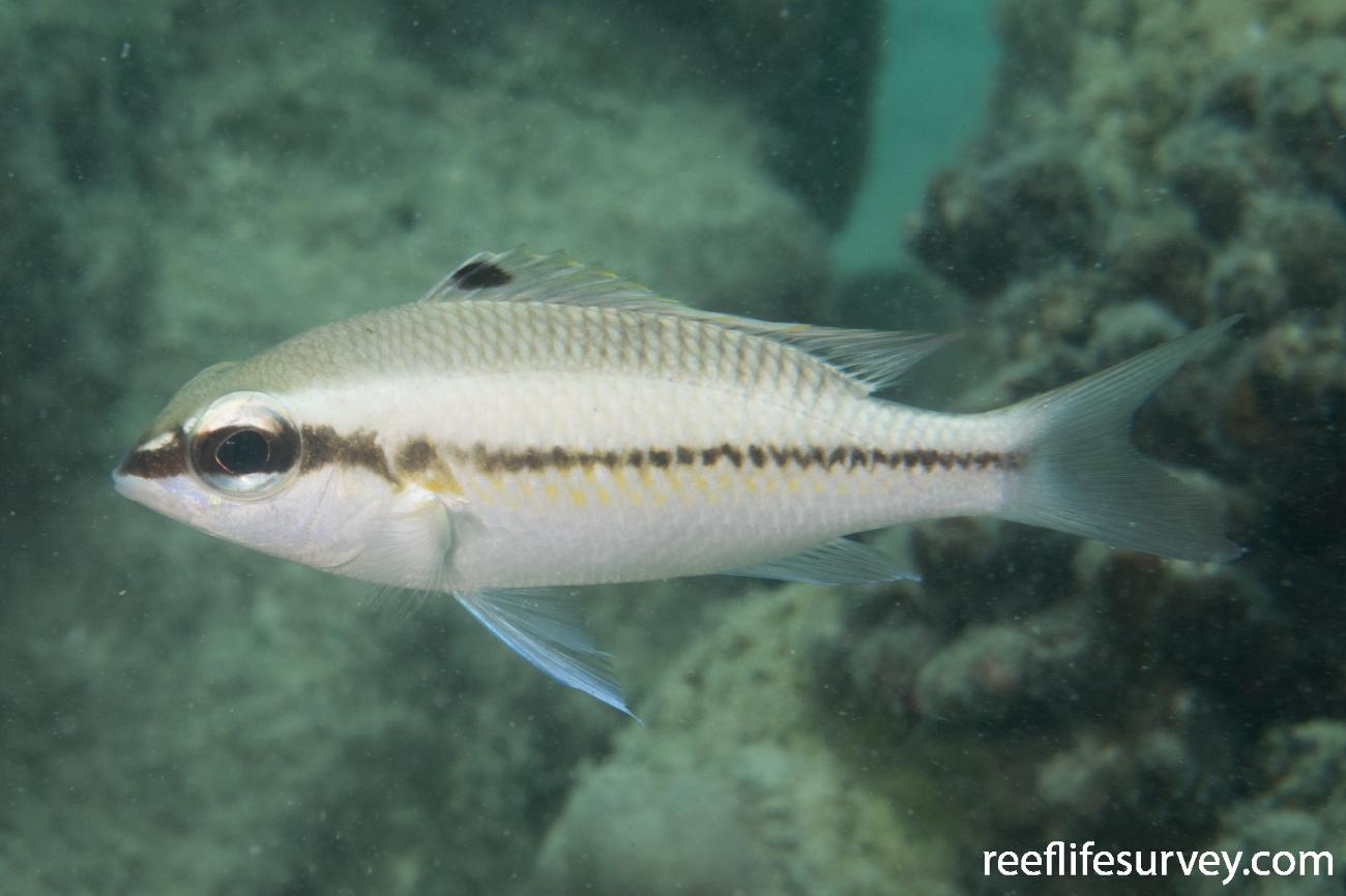 Scolopsis margaritifer - Pearly Monocle Bream | ReefLifeSurvey.com