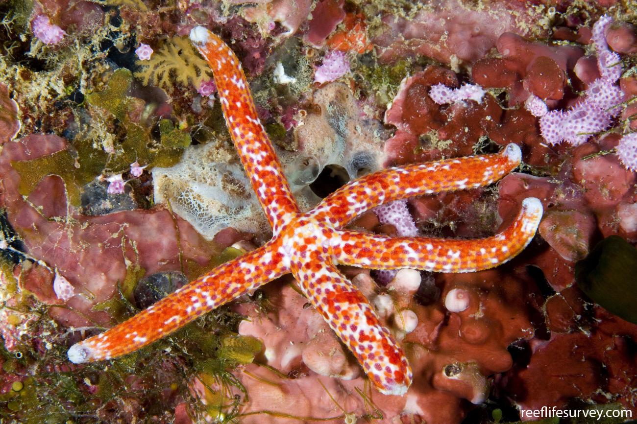 Linckia multifora - Multi-pore Star | ReefLifeSurvey.com
