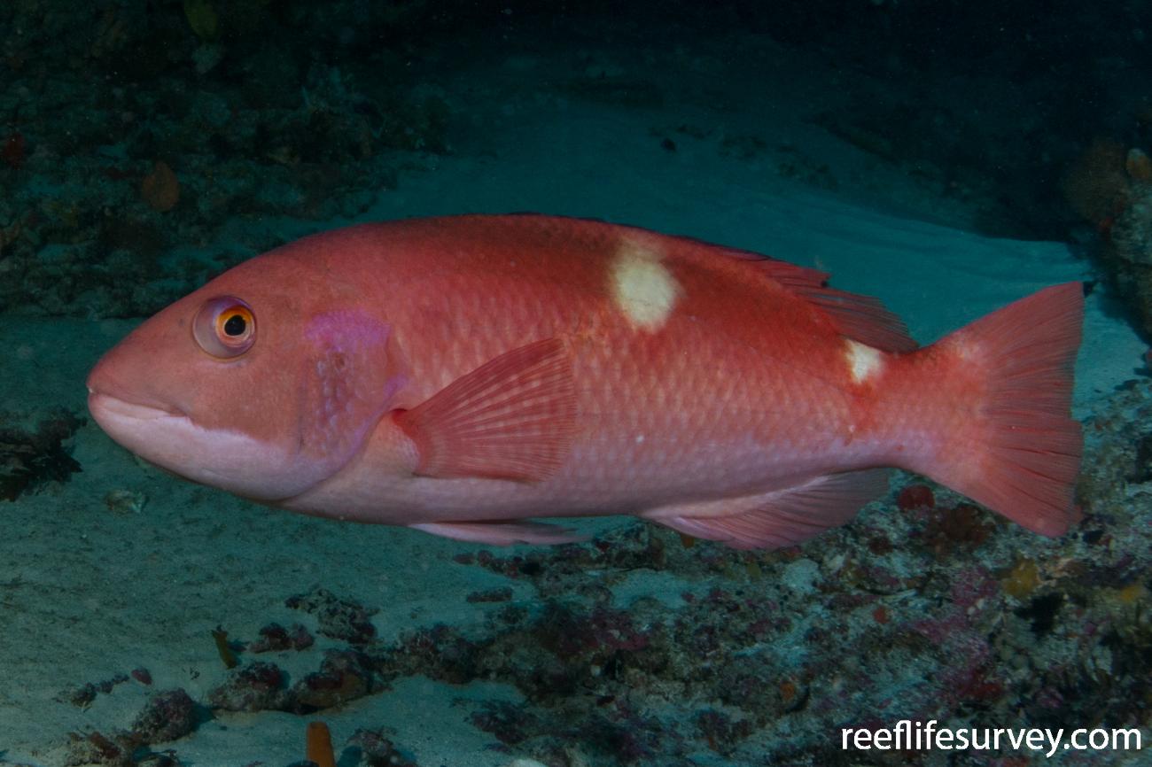 Bodianus frenchii - Foxfish | ReefLifeSurvey.com