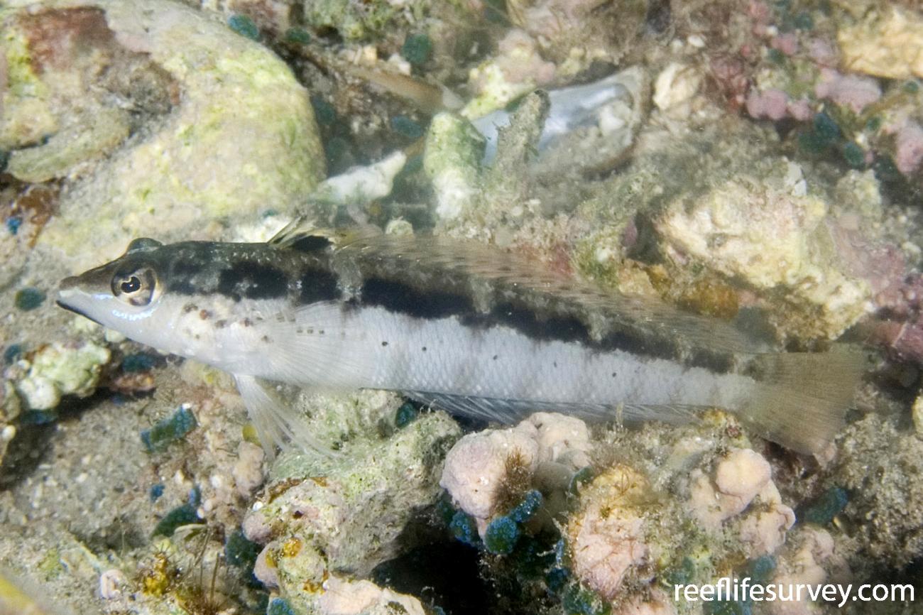 Parapercis haackei - Wavy Grubfish | ReefLifeSurvey.com