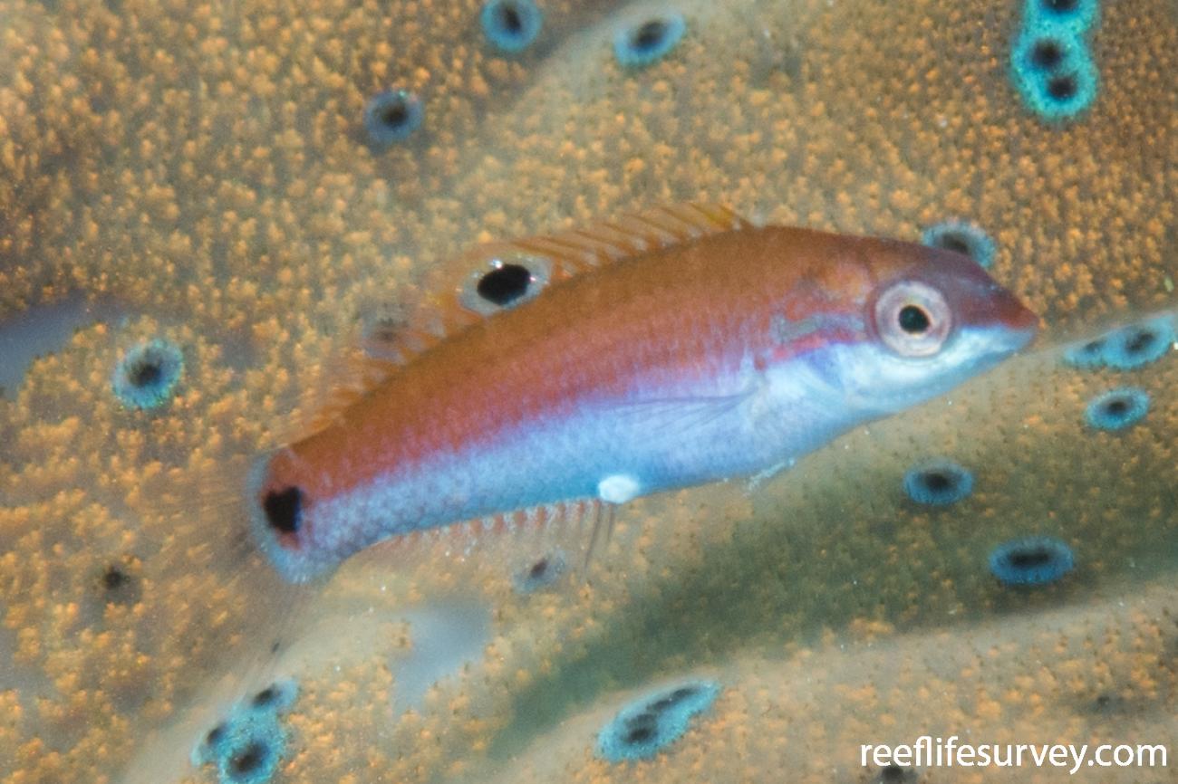 Thalassoma lunare - Moon Wrasse | ReefLifeSurvey.com